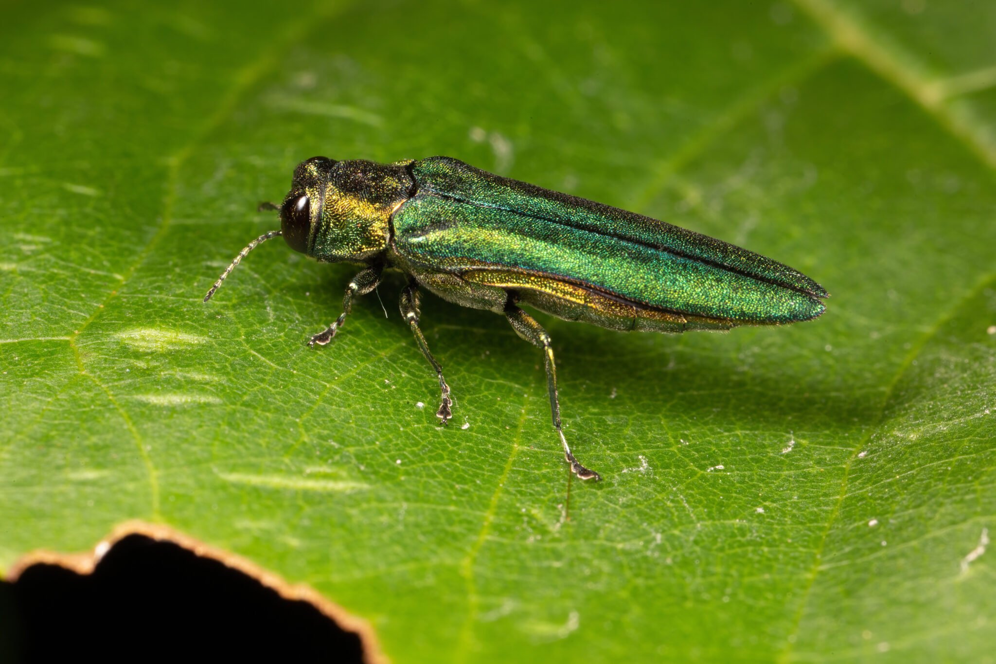 Forestry Fridays: Where to Look for Emerald Ash Borer | Dakota Legacy ...