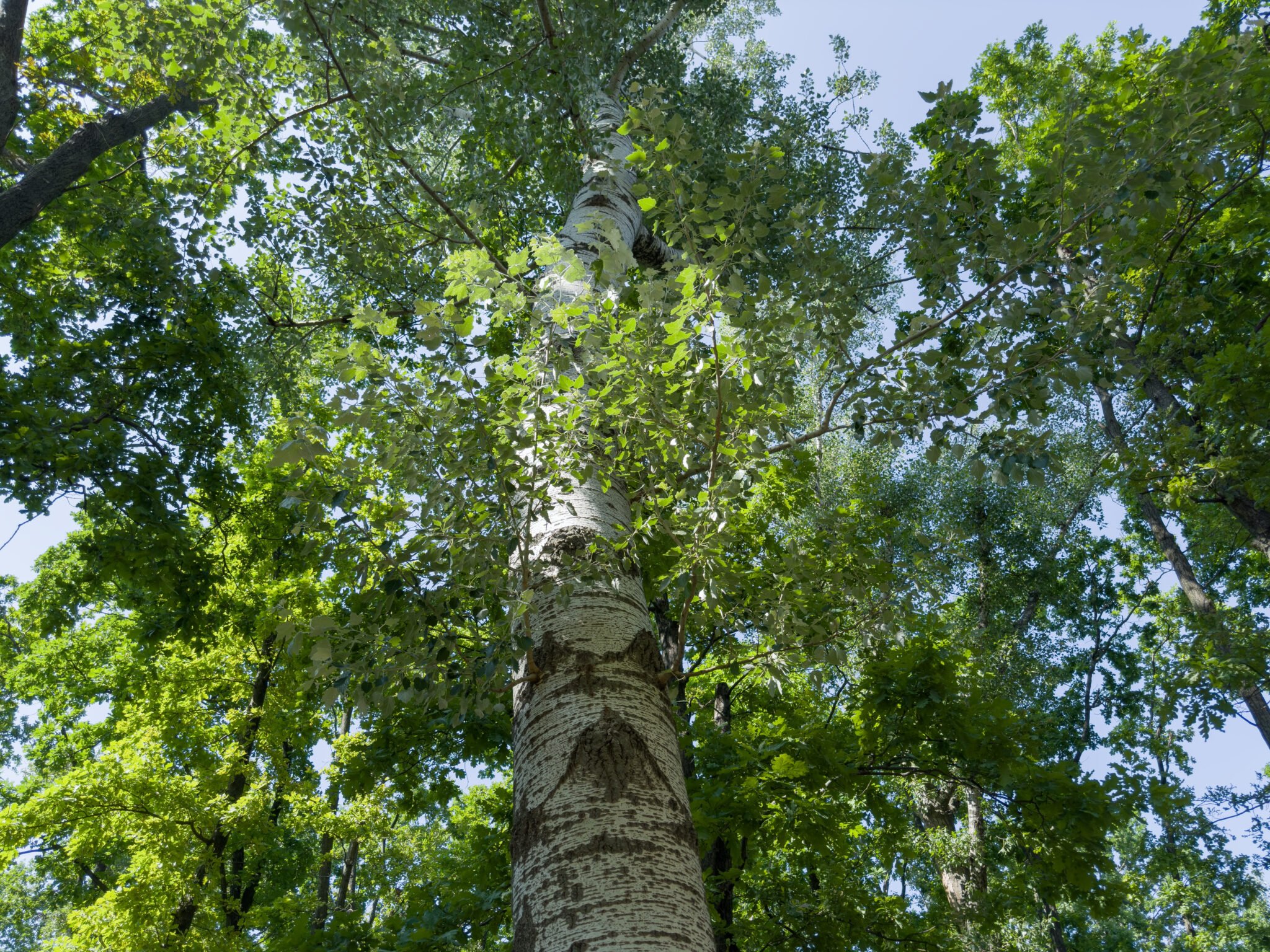 North Dakota Champion Tree Program | Dakota Legacy Initiative