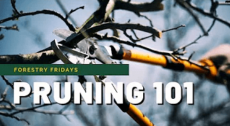 Pruning 101 | Dakota Legacy Initiative