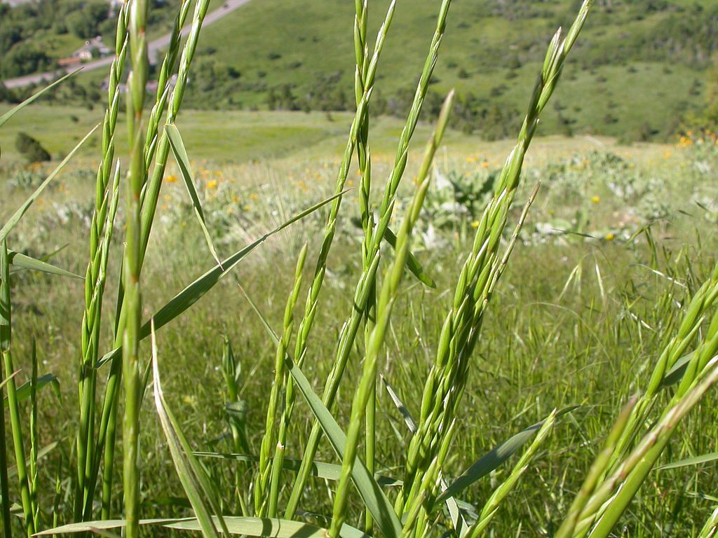 Slender Wheatgrass | Dakota Legacy Initiative