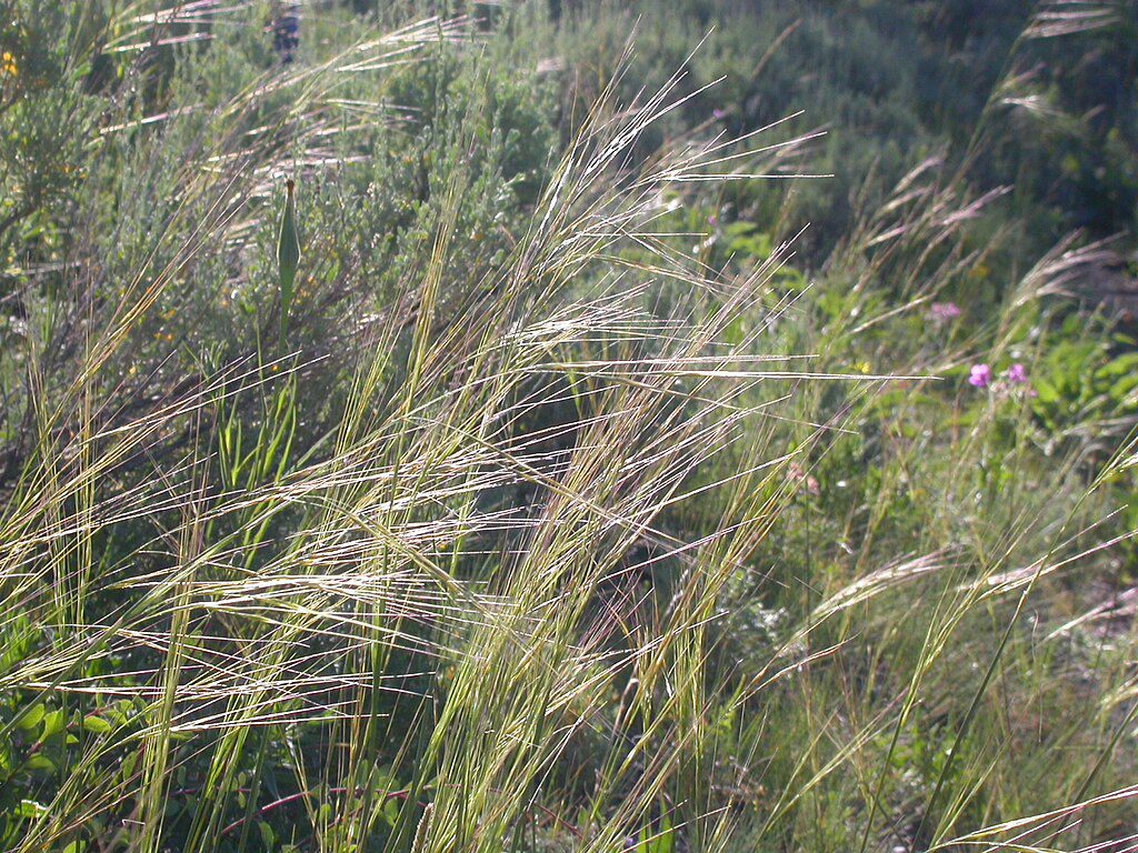 Needle and Thread Grass | Dakota Legacy Initiative