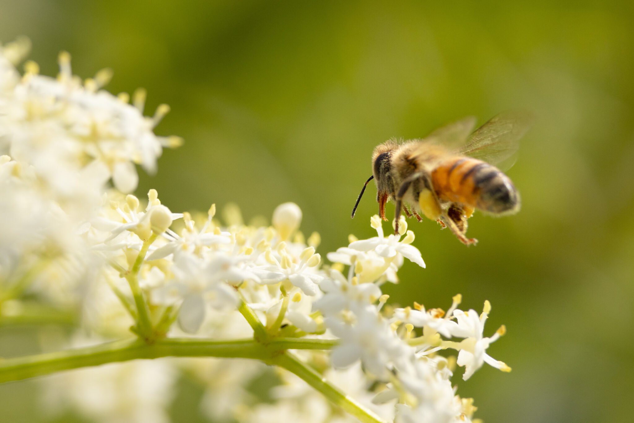 Pollination in Vegetable Gardens and Backyard Fruits | Dakota Legacy ...