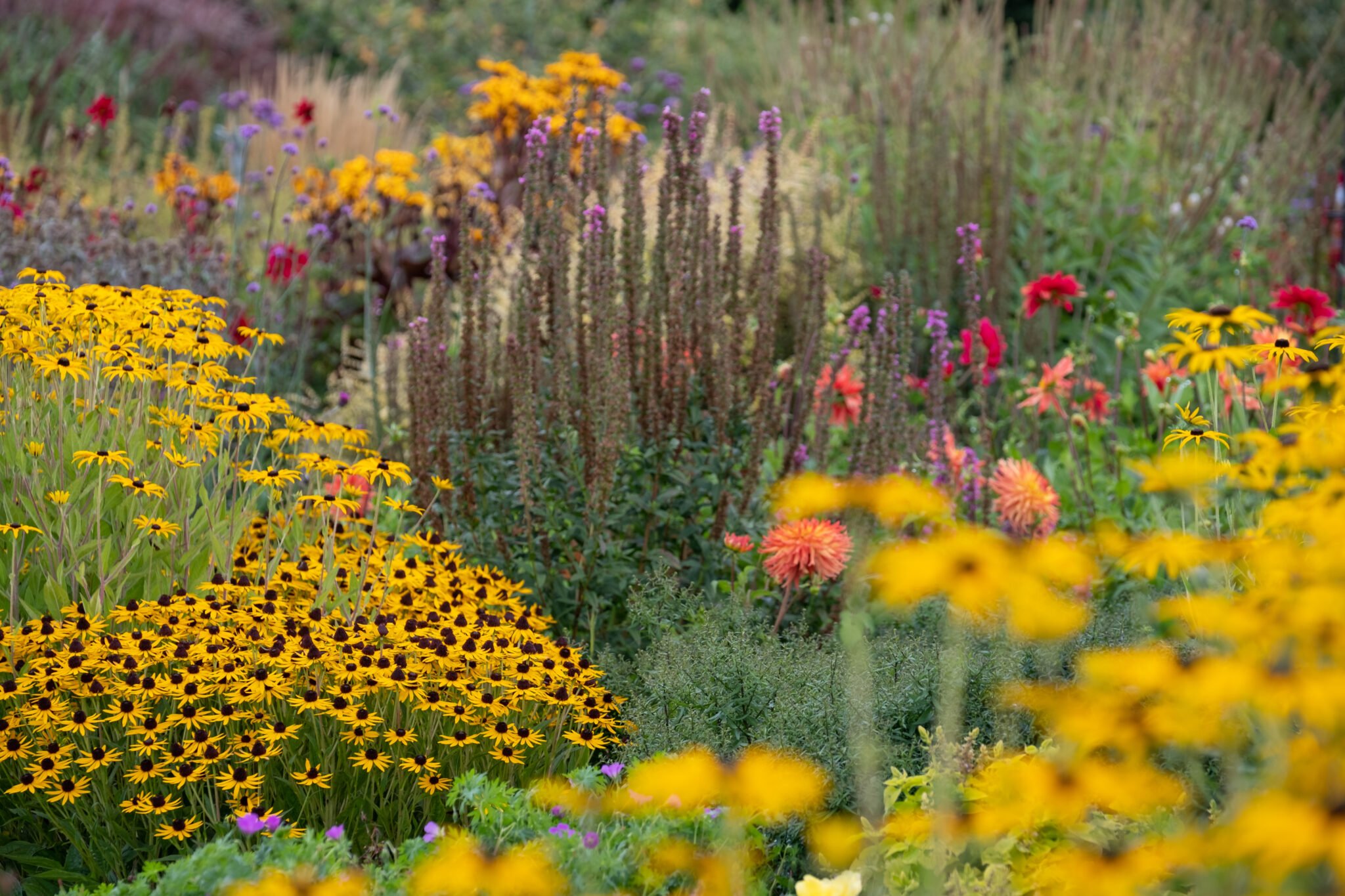 How to Design a Perennial Flower Garden | Dakota Legacy Initiative