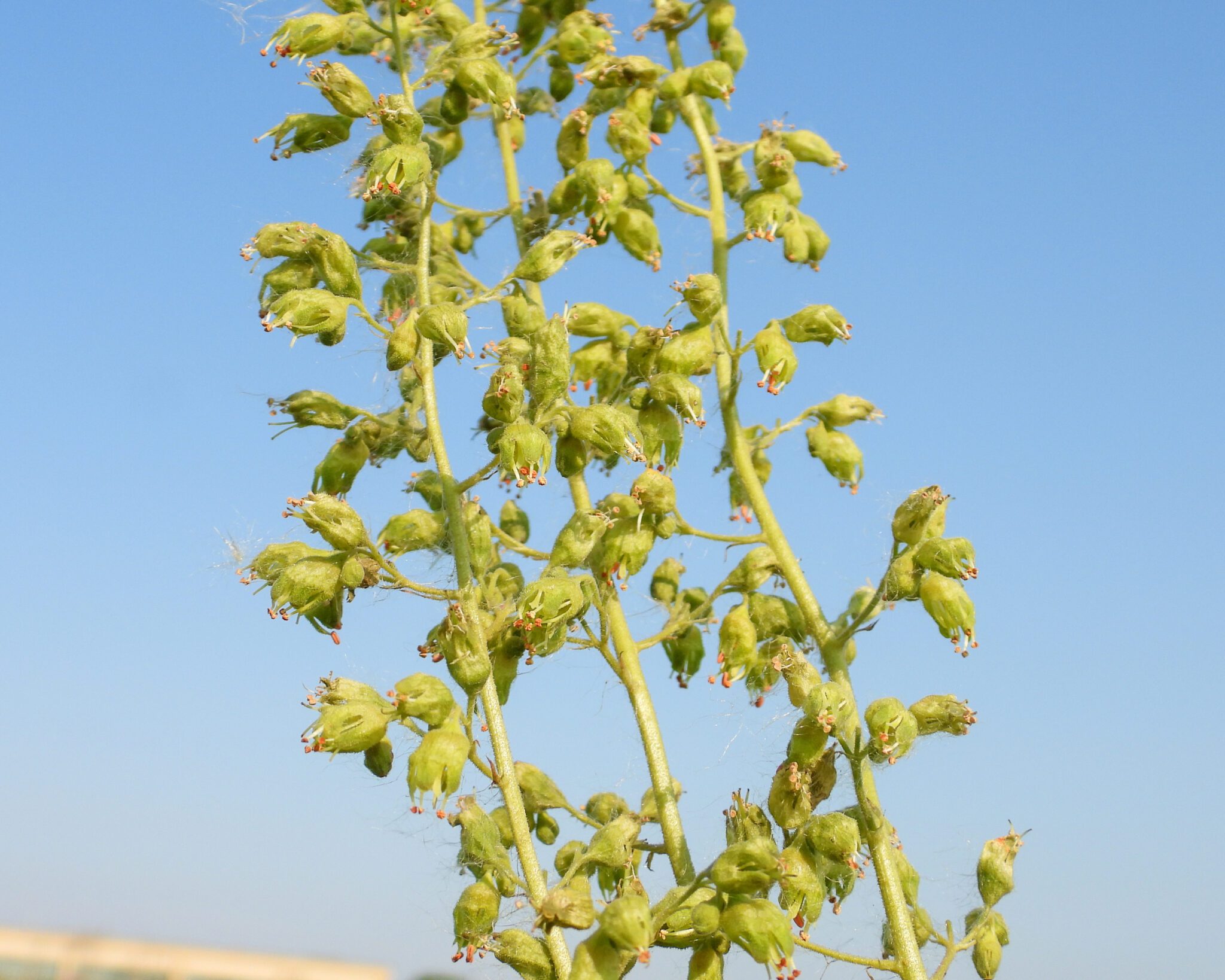 Alumroot | Dakota Legacy Initiative