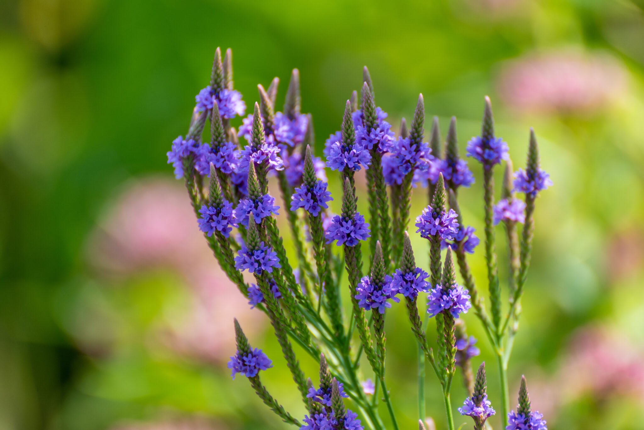 Blue Vervain | Dakota Legacy Initiative