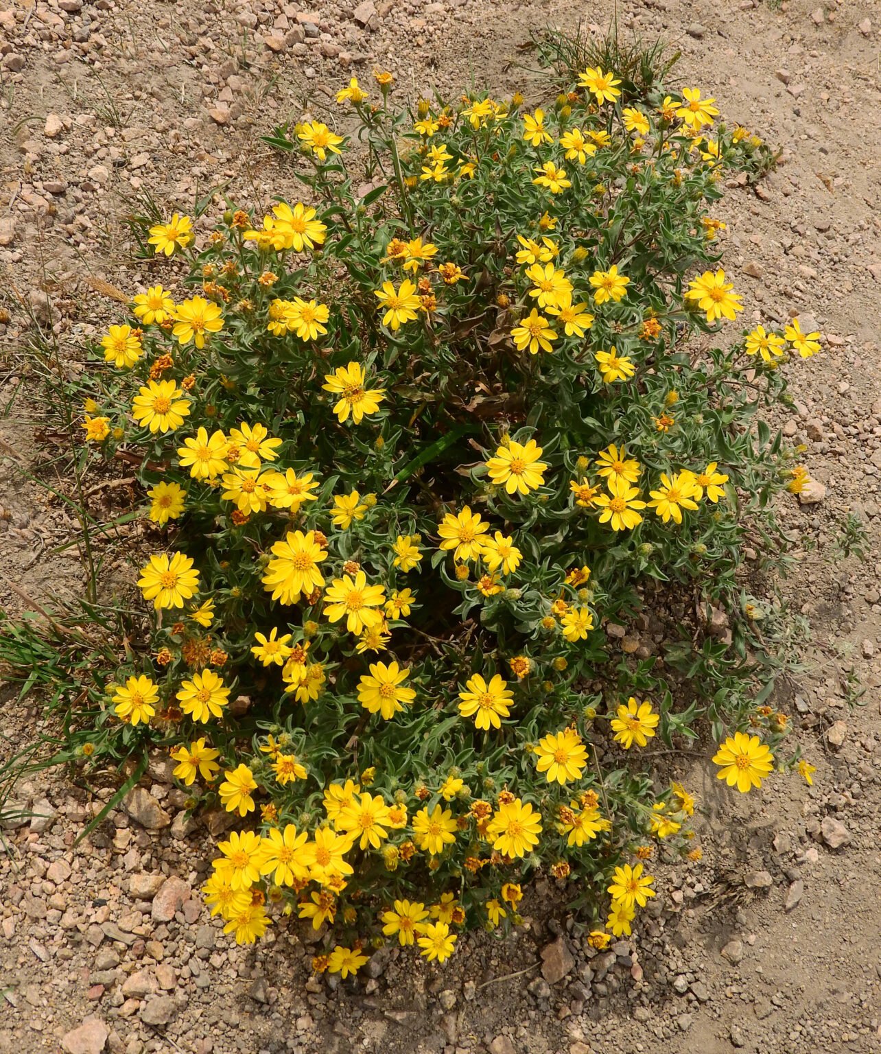 Golden Aster | Dakota Legacy Initiative