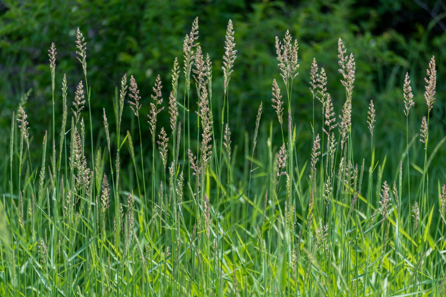 June Grass | Dakota Legacy Initiative