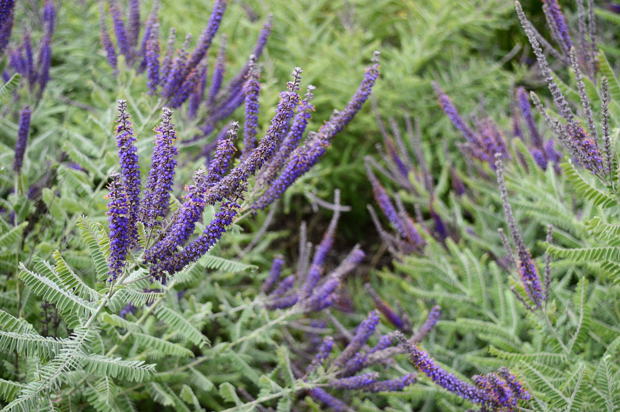 Lead Plant | Dakota Legacy Initiative