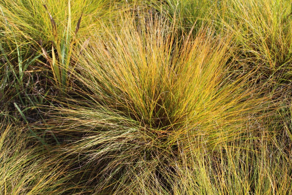 Prairie Dropseed | Dakota Legacy Initiative