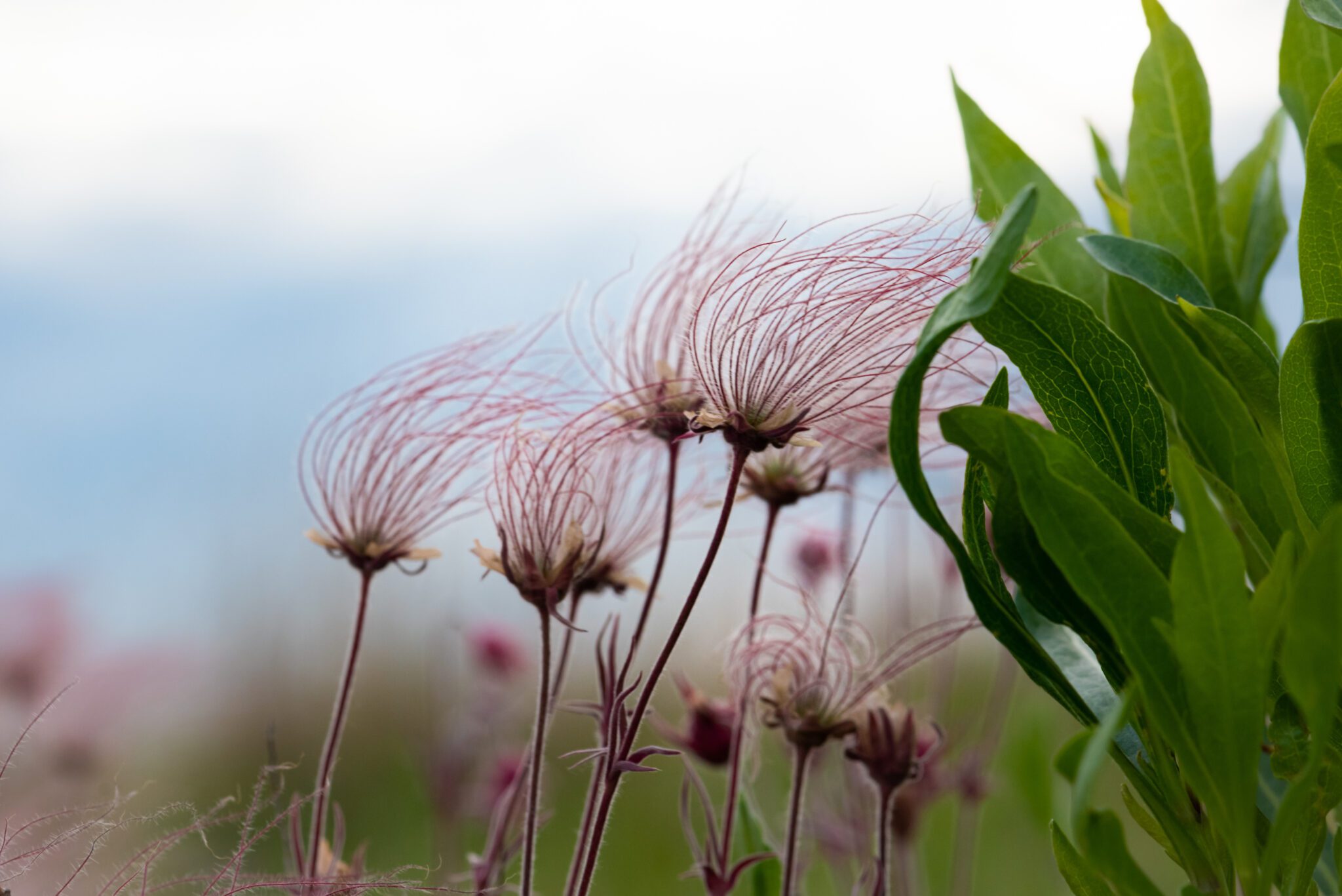 Prairie Smoke | Dakota Legacy Initiative