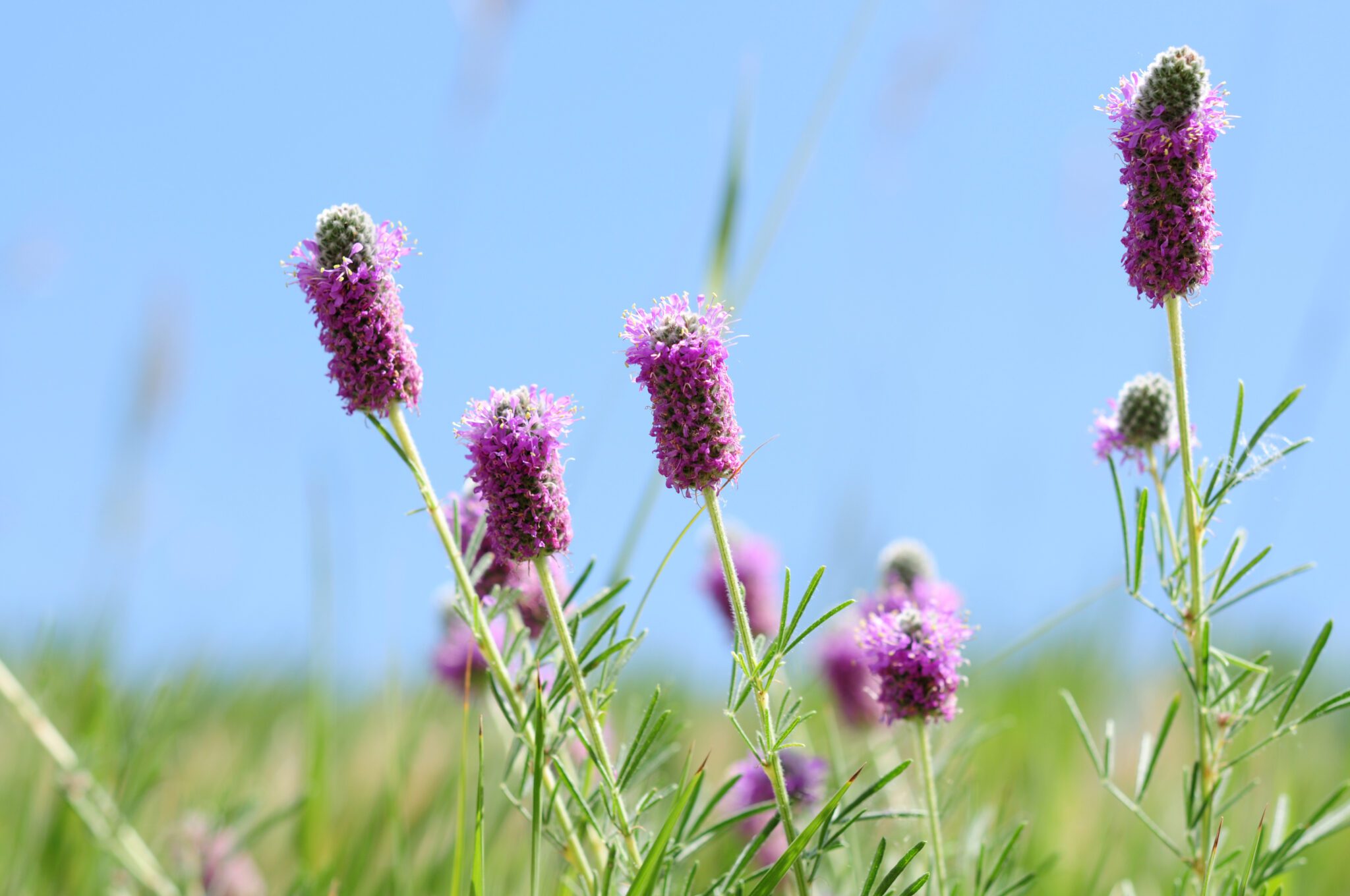Purple Prairie Clover | Dakota Legacy Initiative