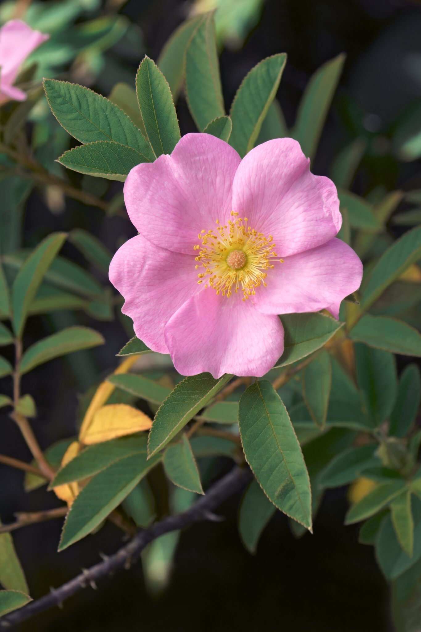 Swamp Rose | Dakota Legacy Initiative